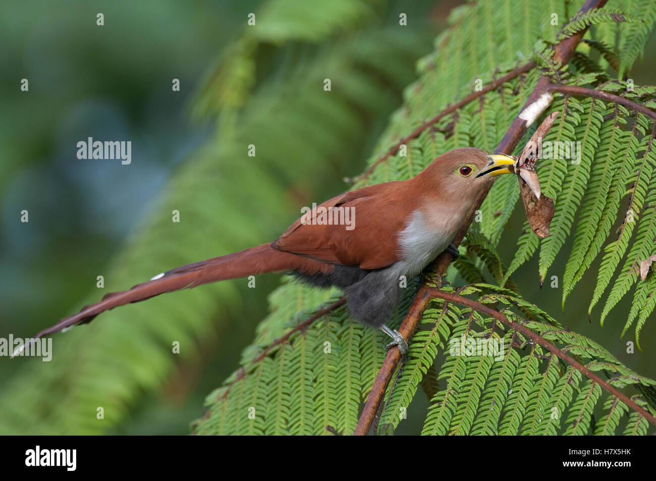 Squirrel Cuckoo (Piaya cayana) with insect prey, Ecuador Stock Photo ...