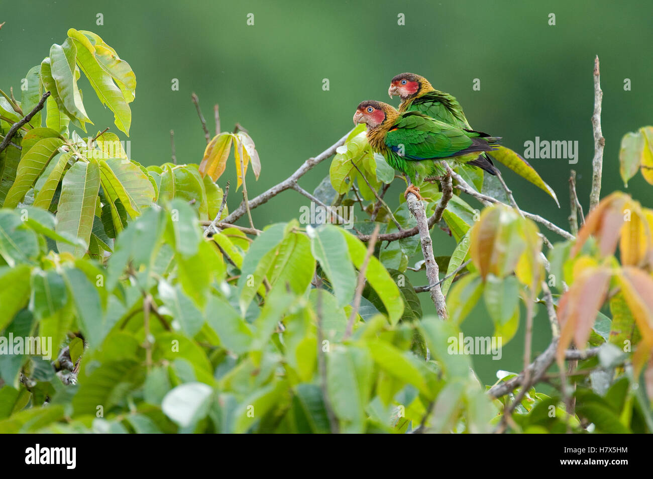 Rose-faced Parrot (Pionopsitta pulchra) pair, Ecuador Stock Photo - Alamy