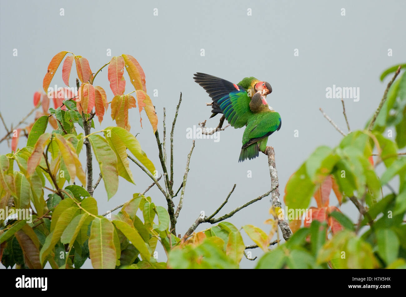 Rose-faced Parrot (Pionopsitta pulchra) pair fighting, Ecuador Stock ...