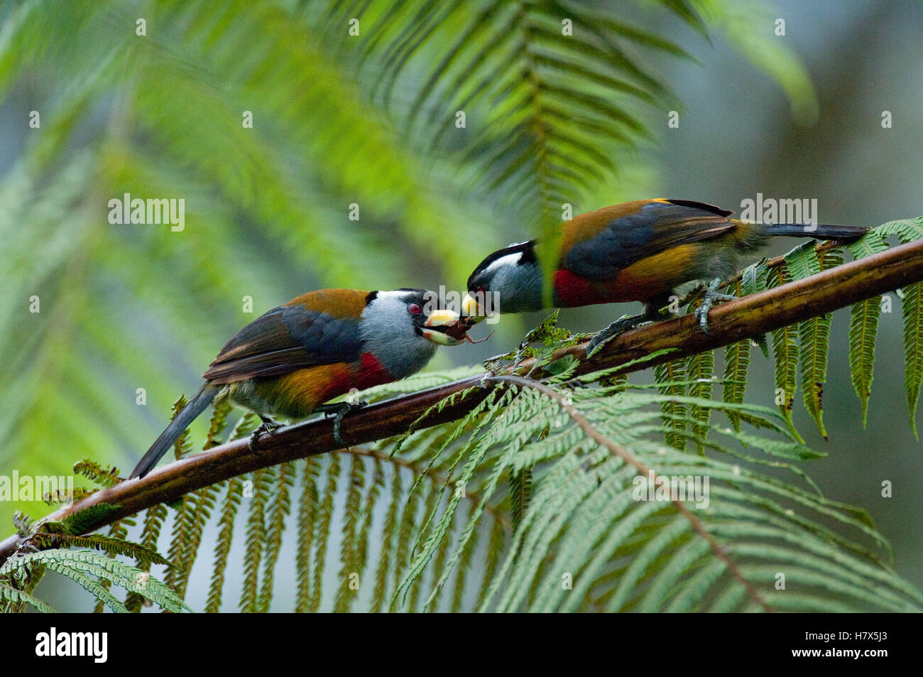 Toucan Barbet (Semnornis ramphastinus) fighting over insect prey ...