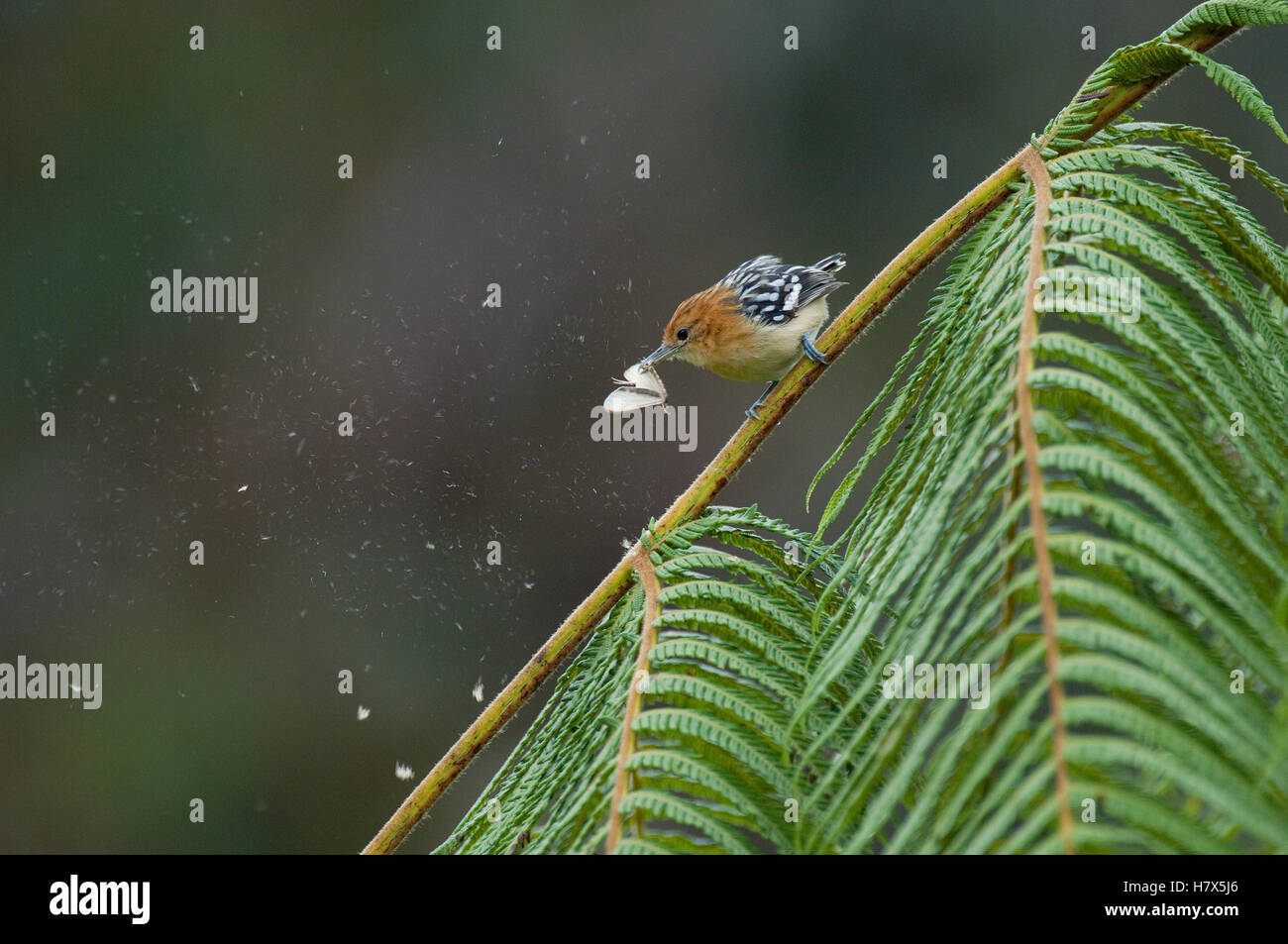 Pacific Antwren (Myrmotherula pacifica) female catching moth, Ecuador ...