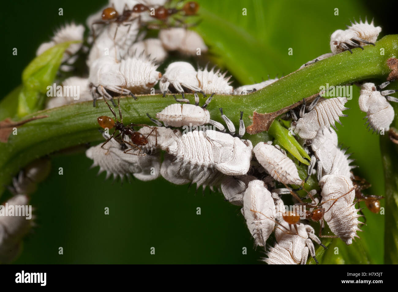 Treehopper (Membracidae) nymphs guarded by ants, Ecuador Stock Photo ...
