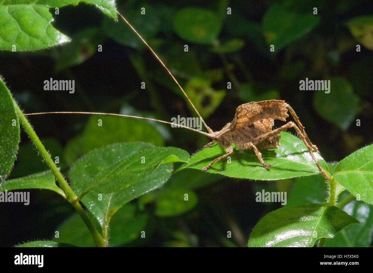 Katydid (Typophyllum sp) juvenile mimicking dried leaf, Amazon, Ecuador ...