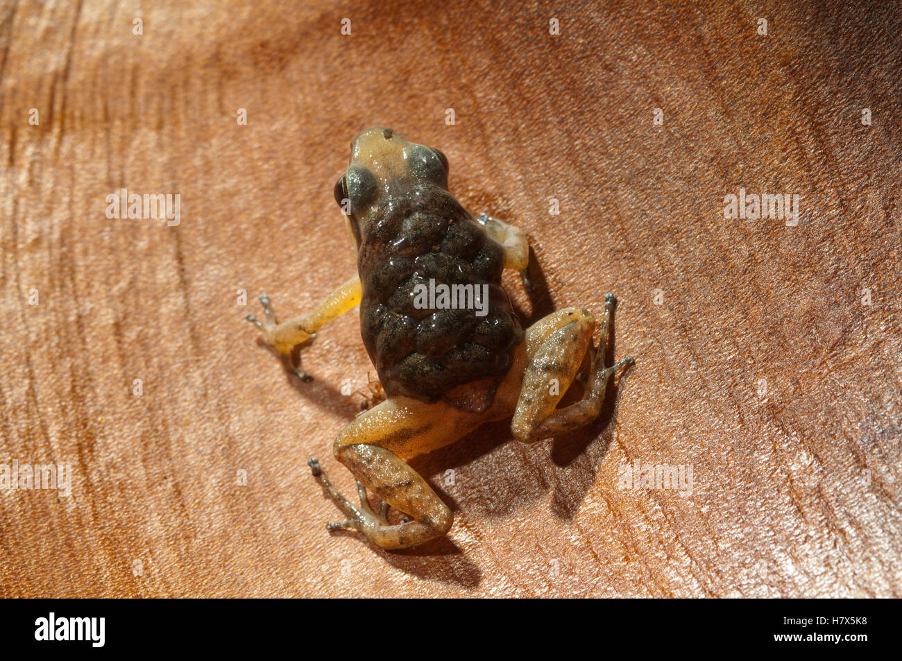 Poison Dart Frog (Colostethus cevallosi) carrying tadpoles on back ...