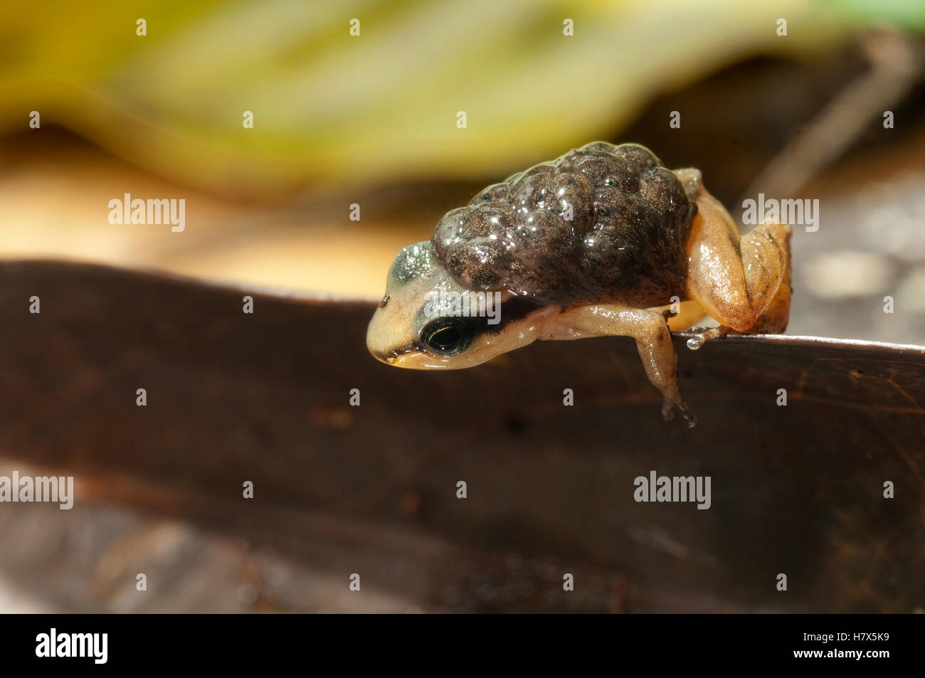 Poison Dart Frog (Colostethus cevallosi) carrying tadpoles on back ...