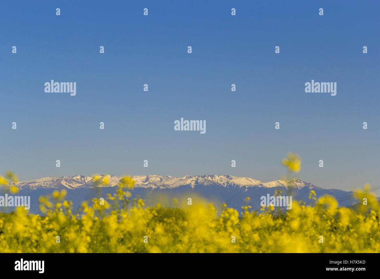 yellow rape field and winter mountains with blue sky Stock Photo - Alamy