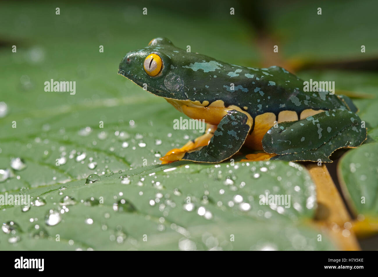 Fringed Leaf Frog (Agalychnis craspedopus), Amazon, Ecuador Stock Photo ...