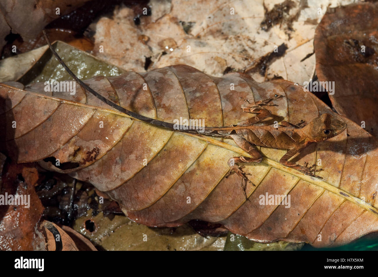 Anolis Lizard (Anolis nitens) camouflaged on leaf, Ecuador Stock Photo ...
