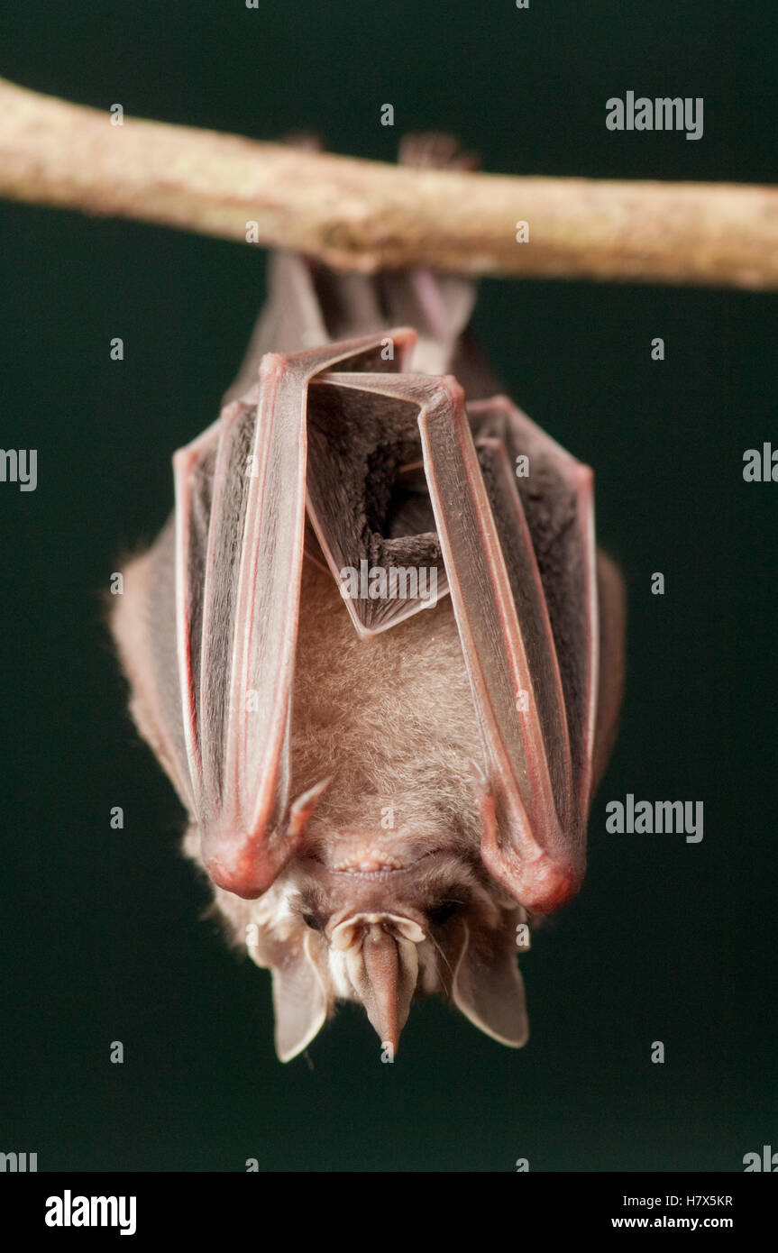 Leaf-nosed Bat (Phyllostomidae), Amazon, Ecuador Stock Photo - Alamy