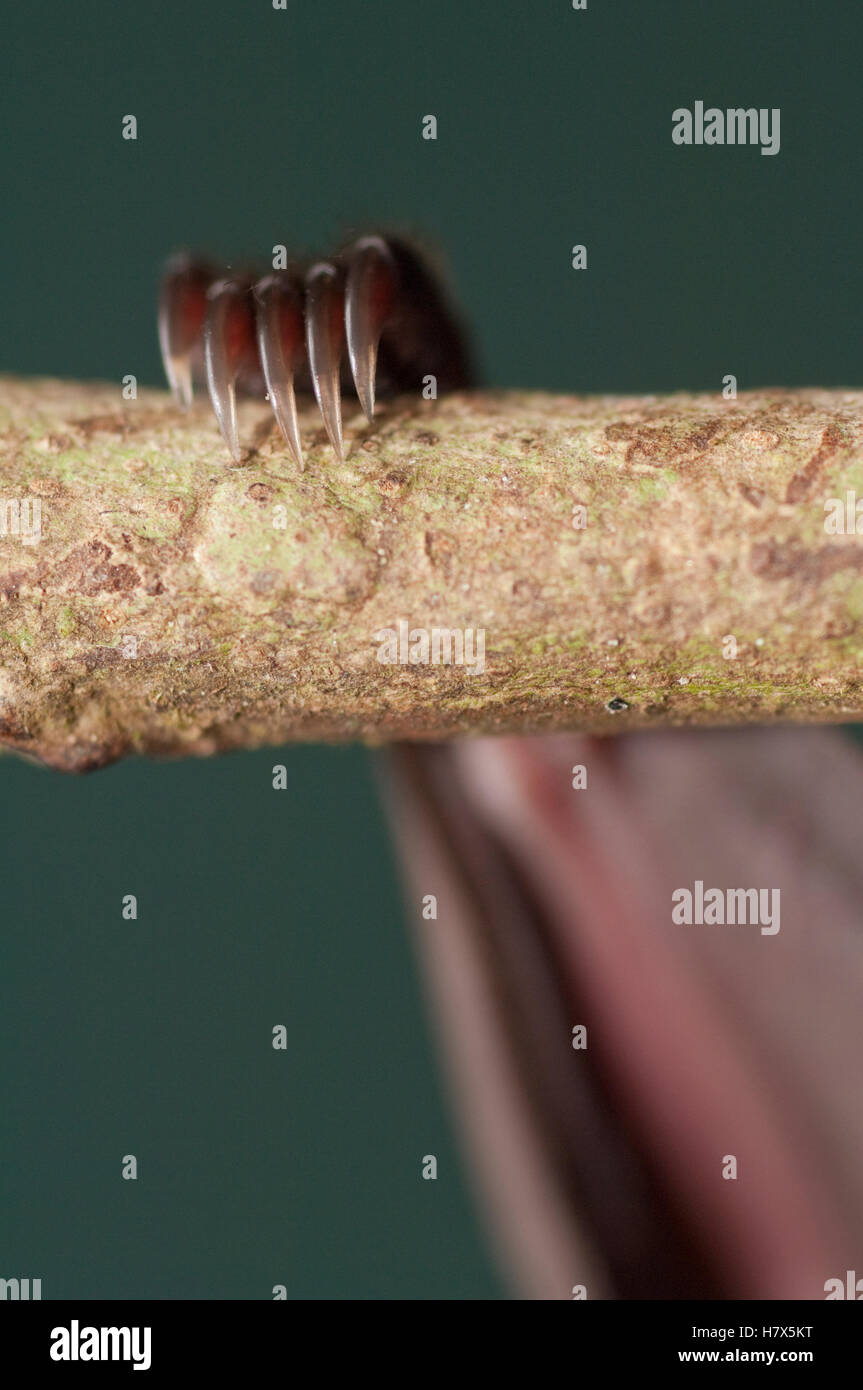 Leaf-nosed Bat (Phyllostomidae) fingers, Amazon, Ecuador Stock Photo ...