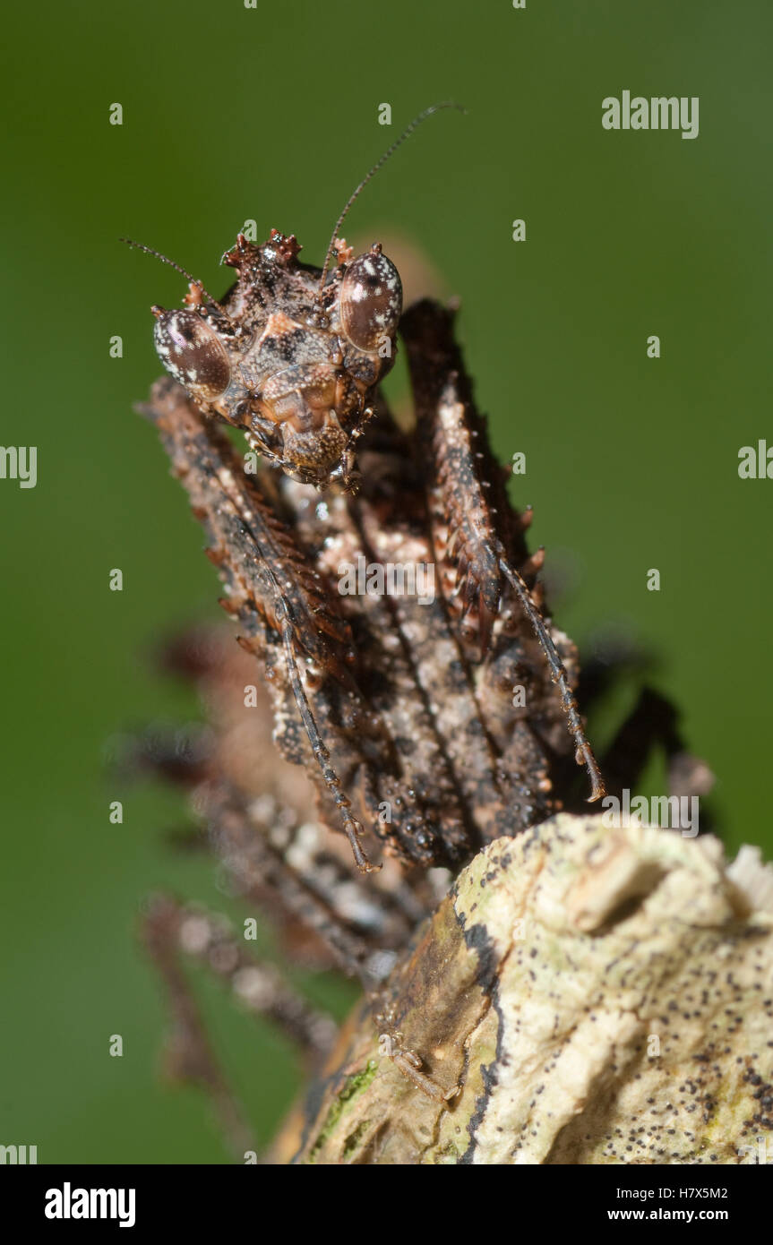Praying Mantis (Stenophylla sp), Amazon, Ecuador Stock Photo - Alamy