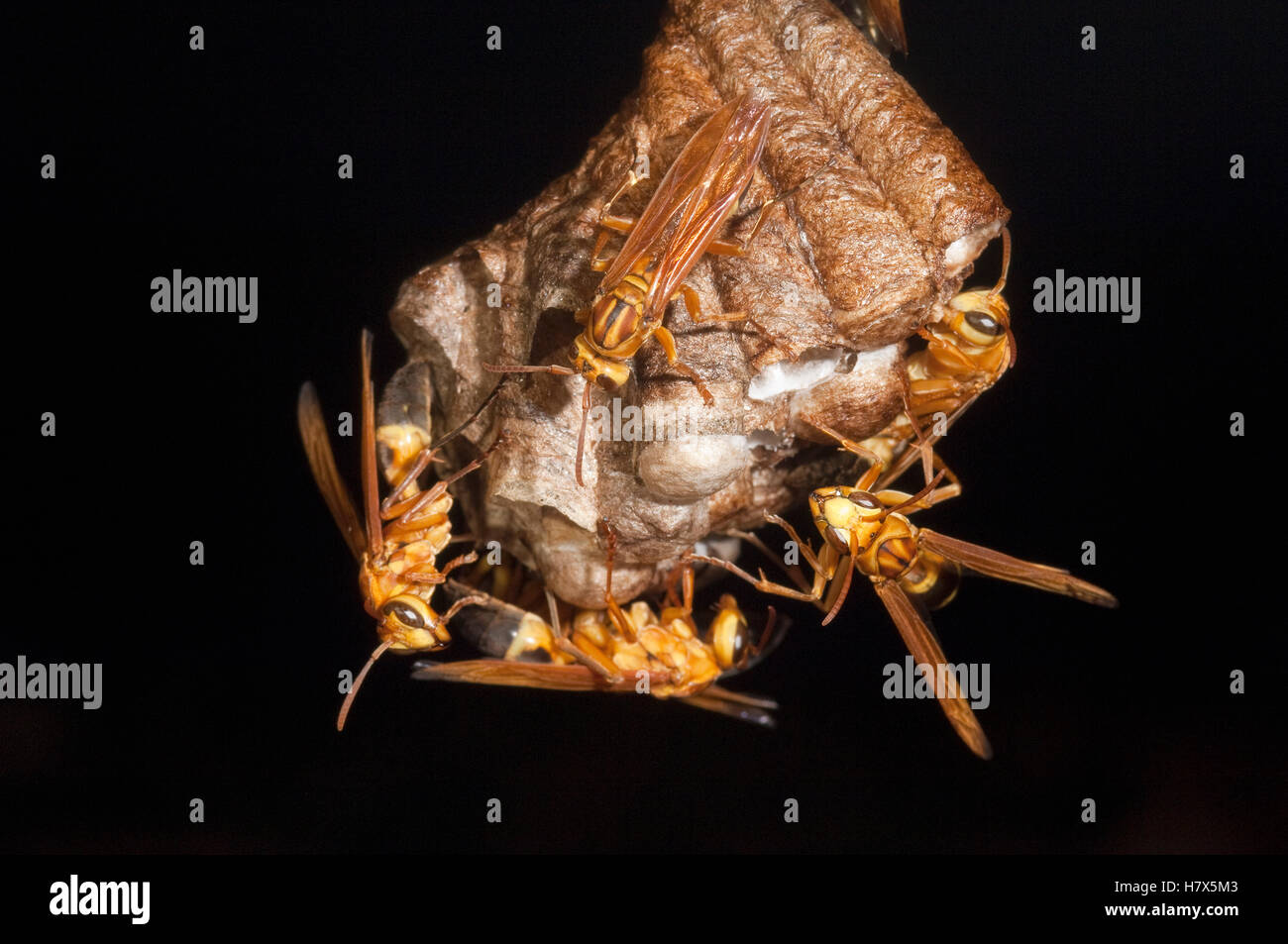 Wasp (Polybia sp) group starting to build a nest, Amazon, Ecuador Stock ...