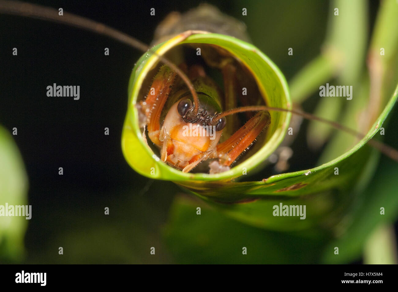 Cricket (Gryllidae) hiding in rolled up leaf, Amazon, Ecuador Stock ...