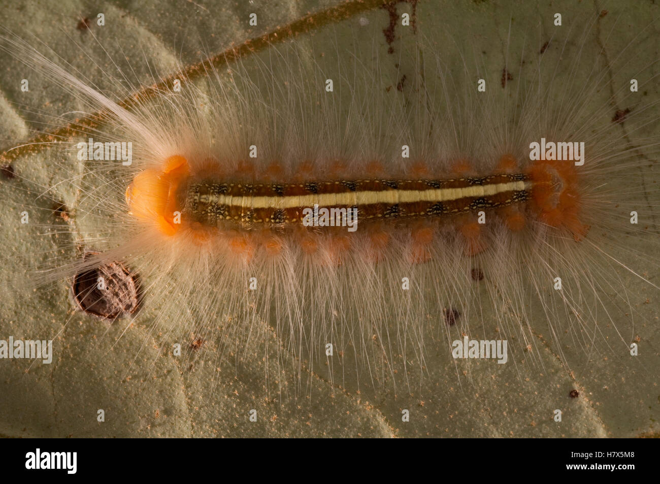 Tent Caterpillar Moth (Lasiocampidae) caterpillar, Amazon, Ecuador ...