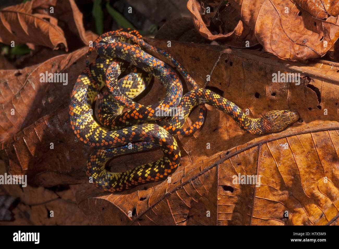 Panama Spotted Night Snake (Siphlophis cervinus) coiled on leaf, Amazon ...