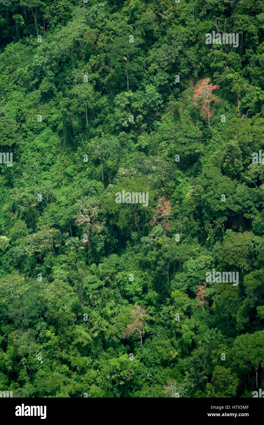 Dense rainforest canopy, Amazon, Ecuador Stock Photo - Alamy