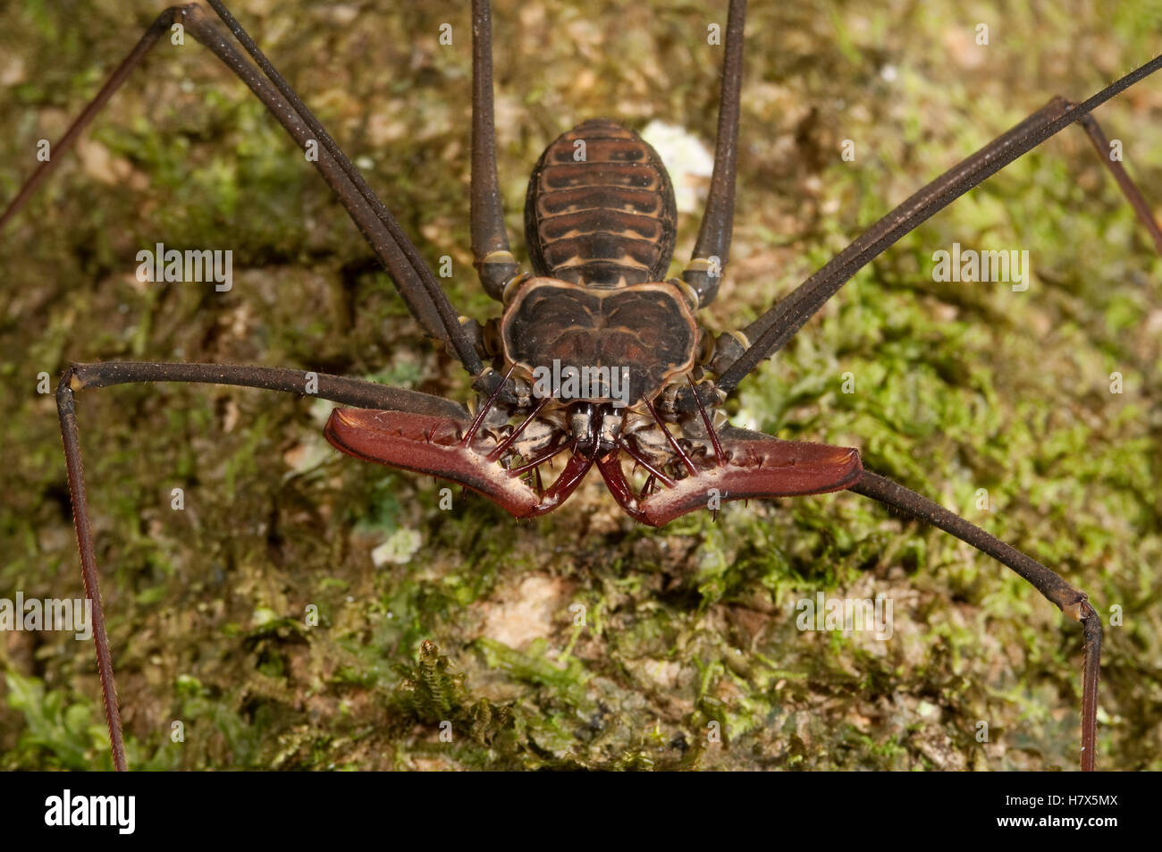 Whip Spider showing spiky pedipalps, Amazon, Ecuador Stock Photo - Alamy
