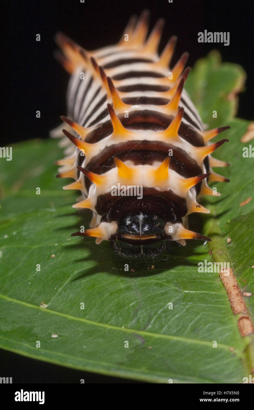 Nymphalid Butterfly (Nymphalidae) caterpillar, Amazon, Ecuador Stock ...