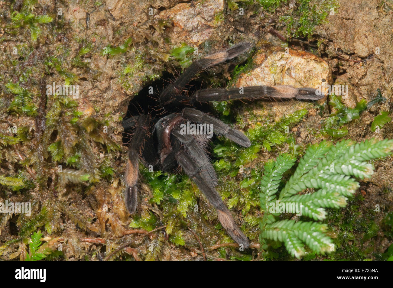 Tarantula (Theraphosidae) emerging from nest cavity, Amazon, Ecuador ...