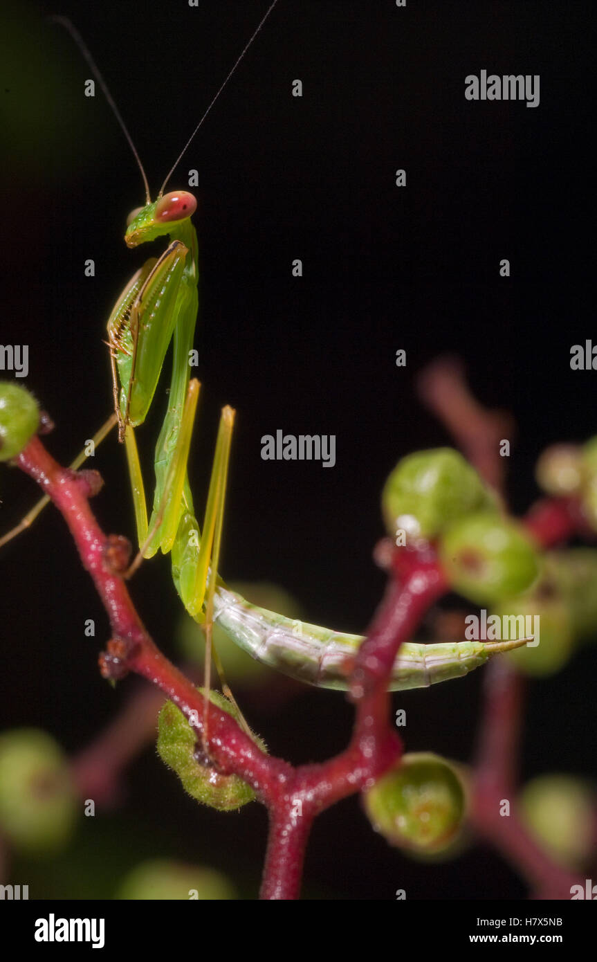 Praying Mantis (Parastagmatoptera sp), Amazon, Ecuador Stock Photo - Alamy