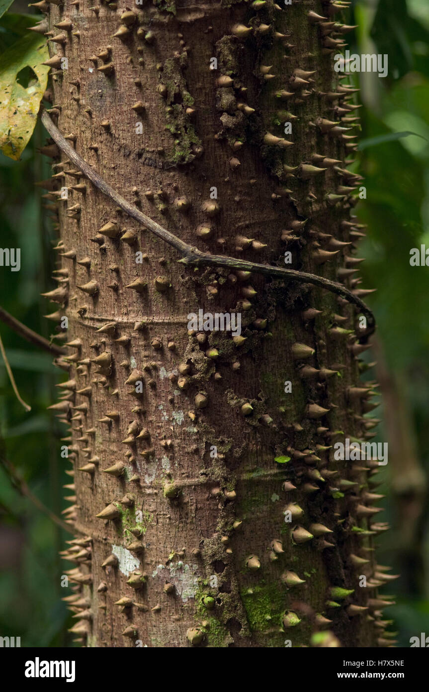 Jacaratia (Jacaratia digitata) showing spiny trunk, Amazon, Ecuador ...