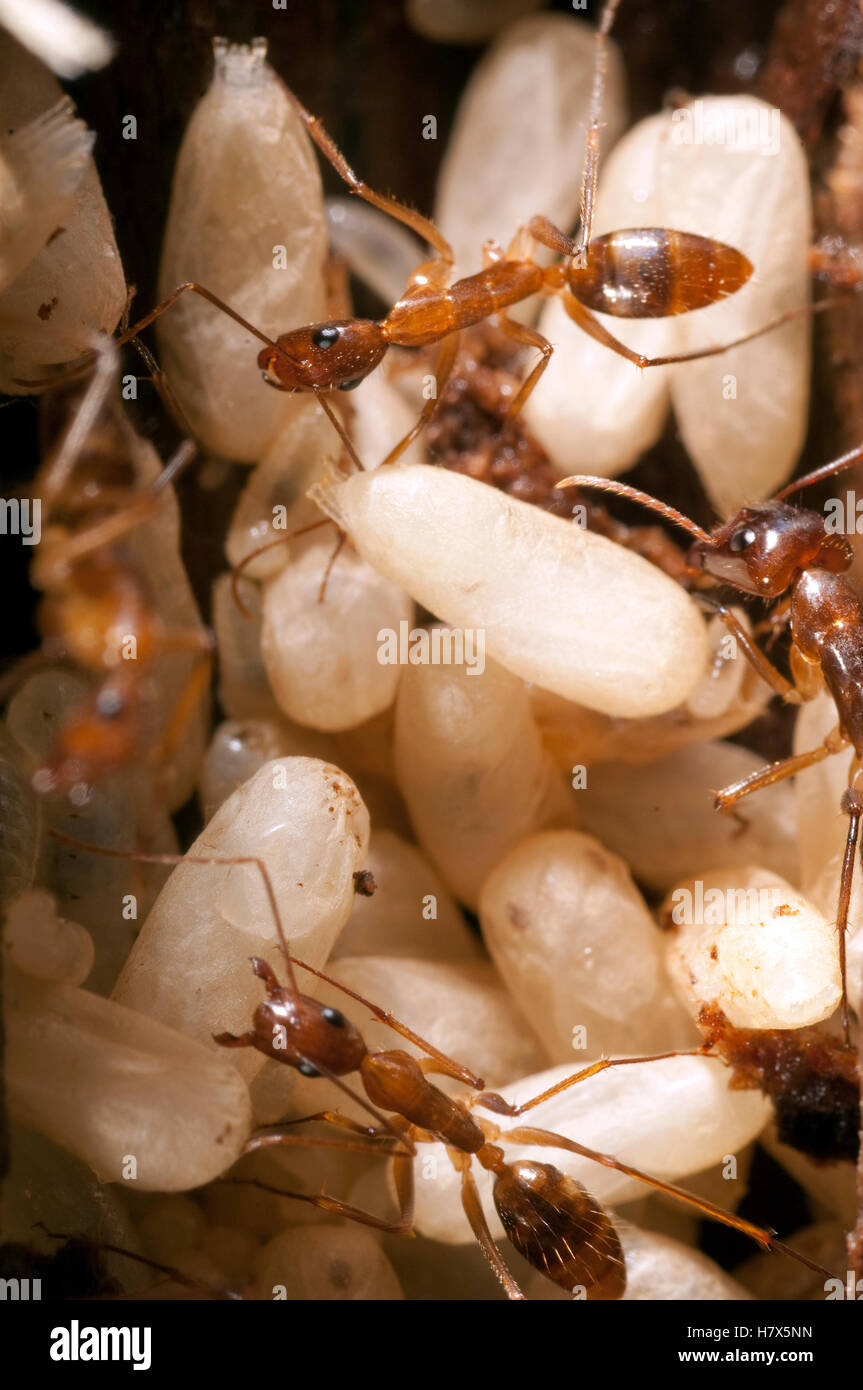 Ant (Formicidae) workers tending to eggs, Amazon, Ecuador Stock Photo ...