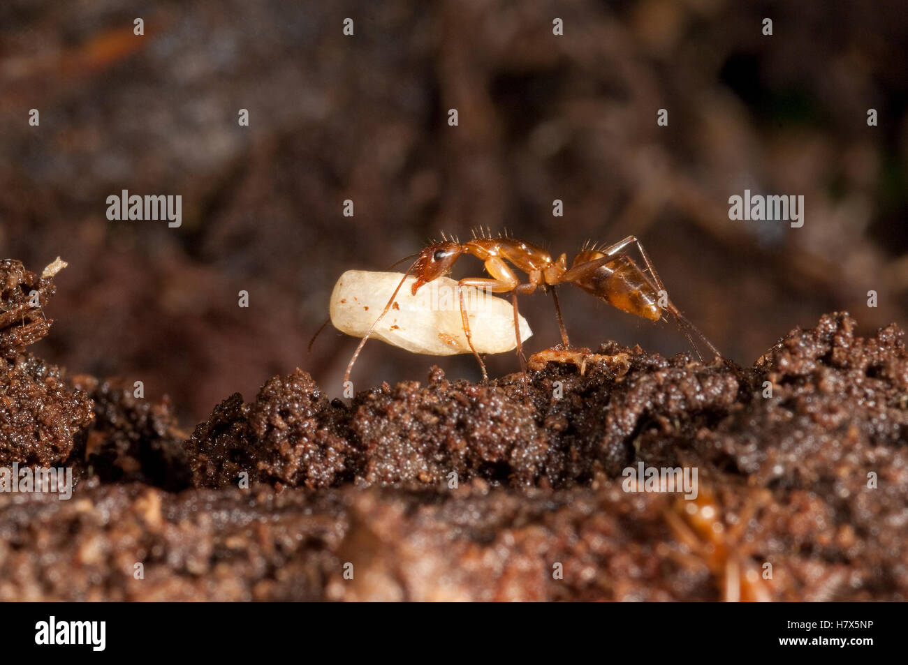 Ant (Formicidae) carrying egg, Amazon, Ecuador Stock Photo - Alamy