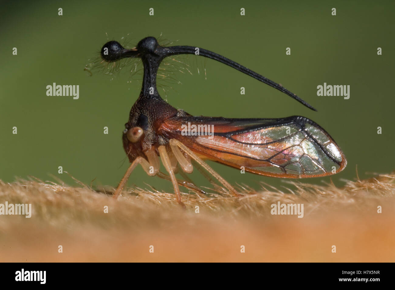 Treehopper (Membracidae), Ecuador Stock Photo - Alamy