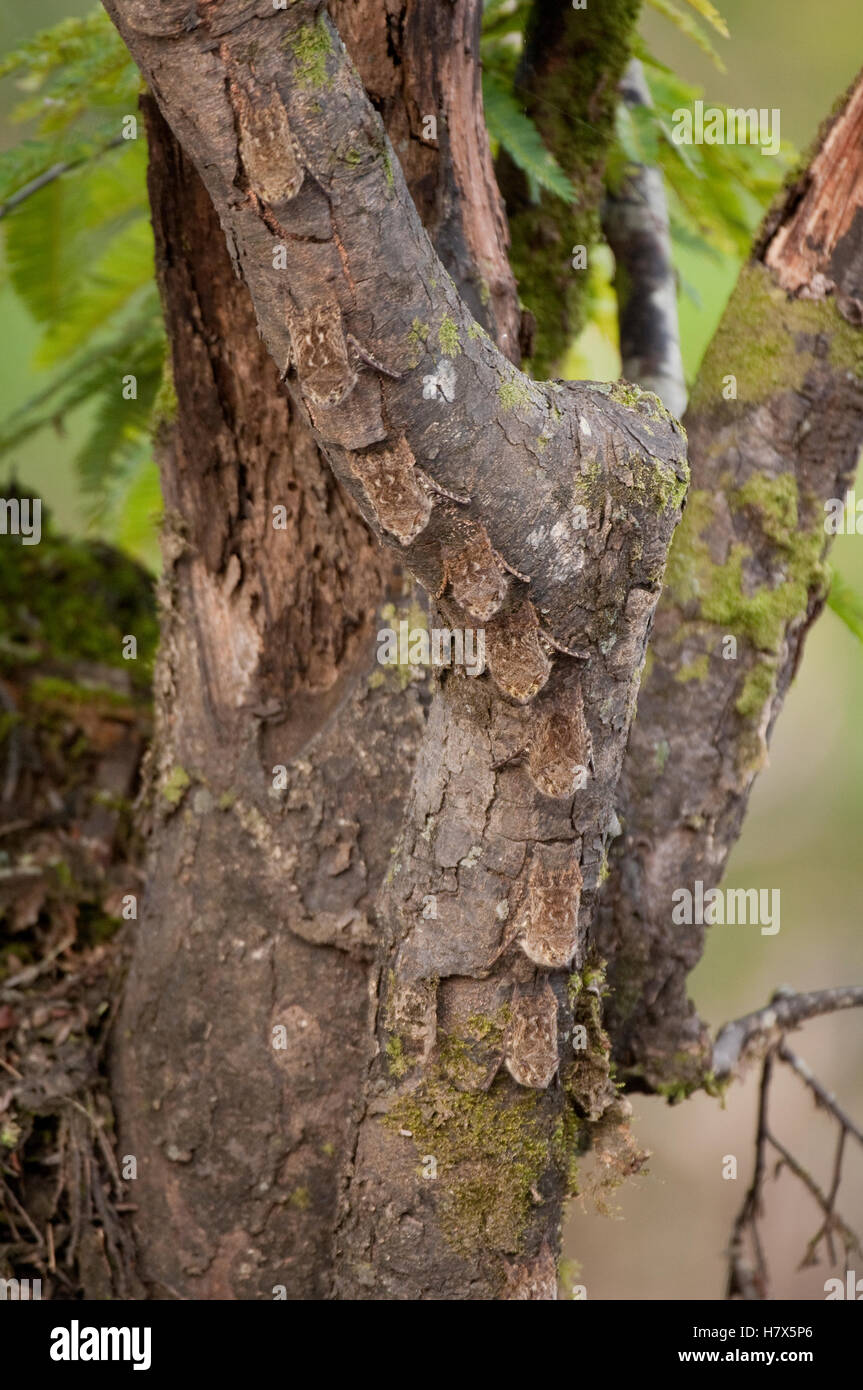 Greater Sac-winged Bat (Saccopteryx bilineata) group roosting on tree ...
