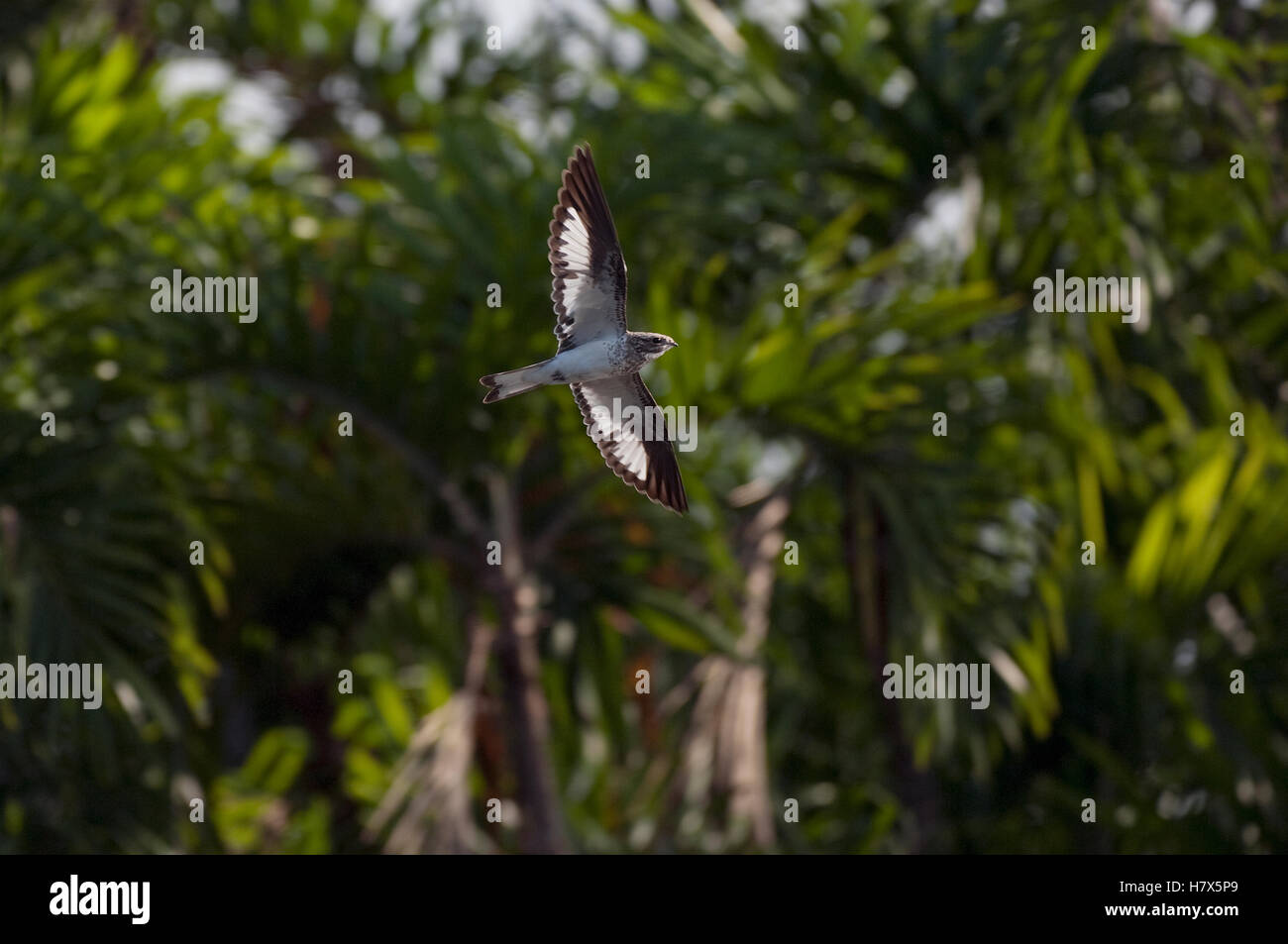 Sand-colored Nighthawk (Chordeiles rupestris) flying, Ecuador Stock ...