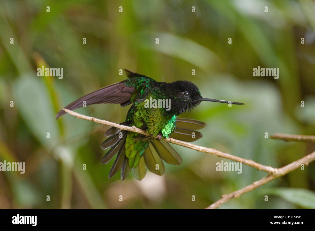 Dusky Starfrontlet (Coeligena orina) hummingbird male displaying ...
