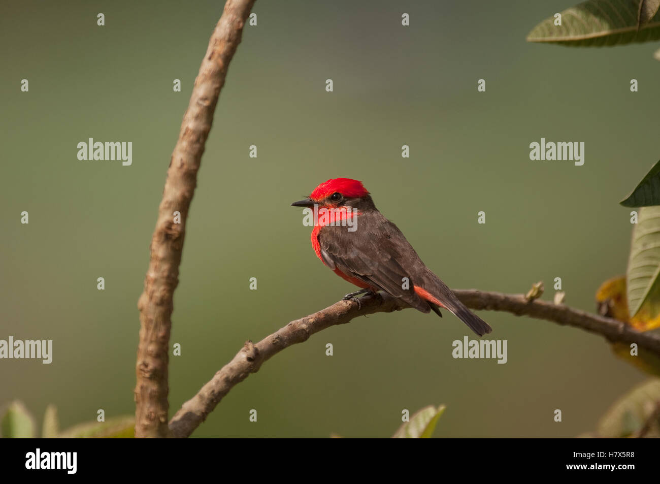 Vermilion Flycatcher (Pyrocephalus rubinus) male, Colombia Stock Photo ...
