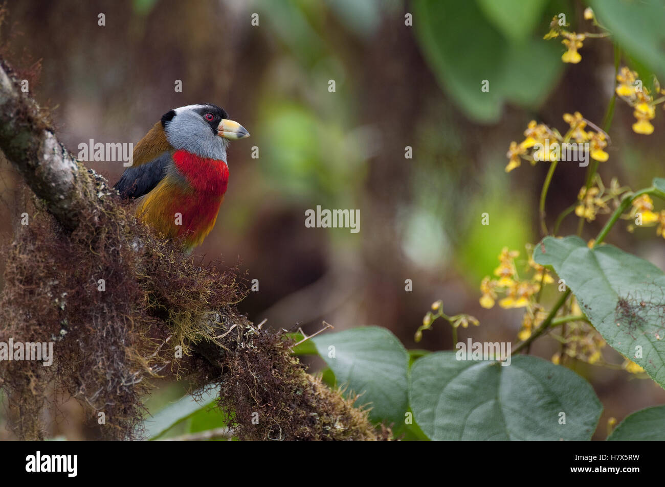 Toucan Barbet (Semnornis ramphastinus), Ecuador Stock Photo - Alamy