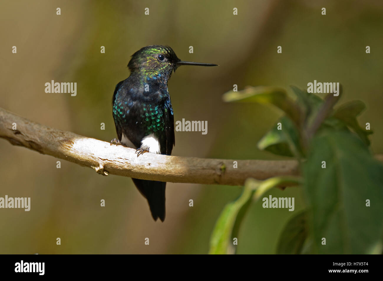 Black-breasted Puffleg (Eriocnemis nigrivestis) hummingbird male ...