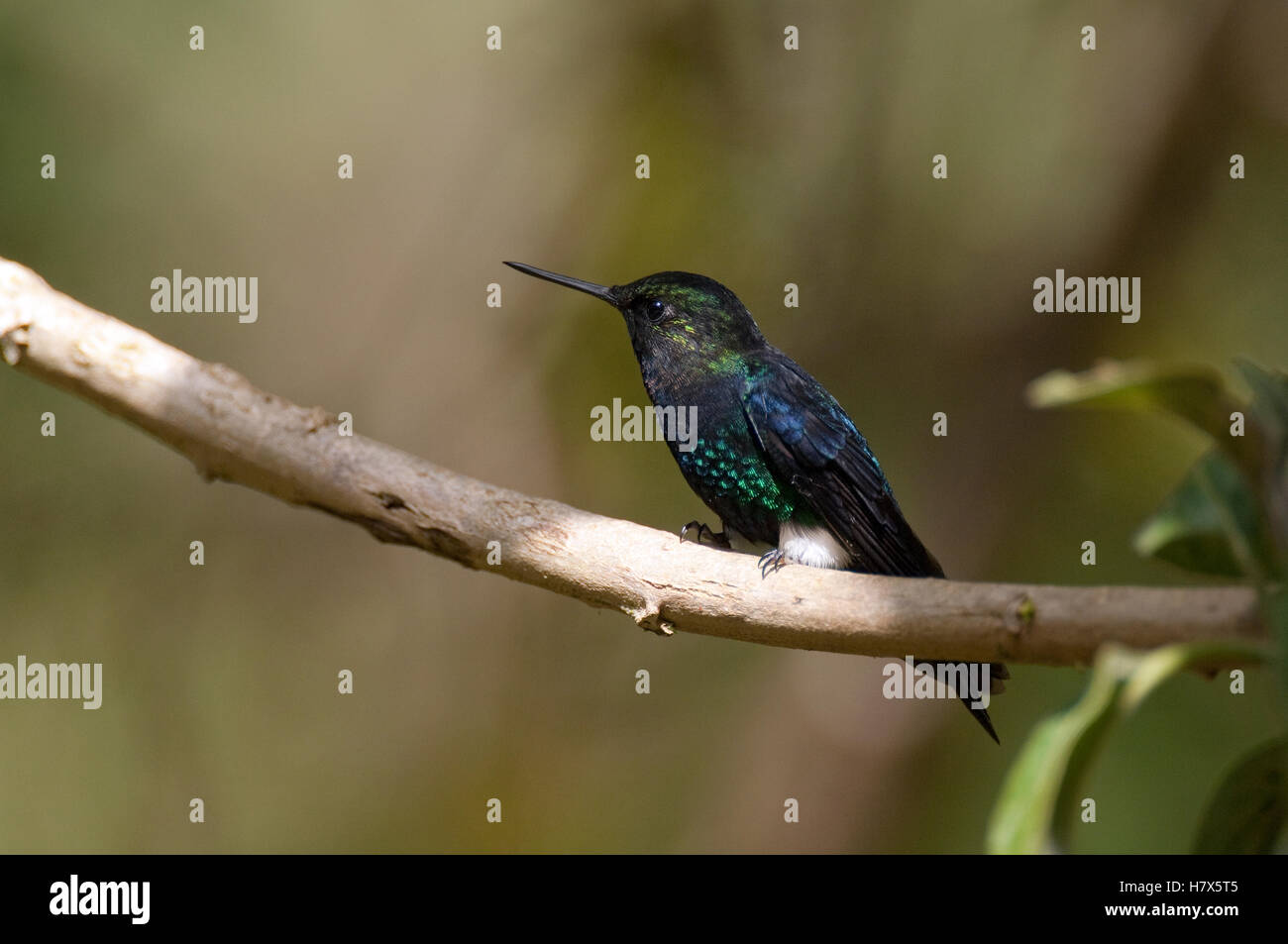 Black-breasted Puffleg (Eriocnemis nigrivestis) hummingbird male ...
