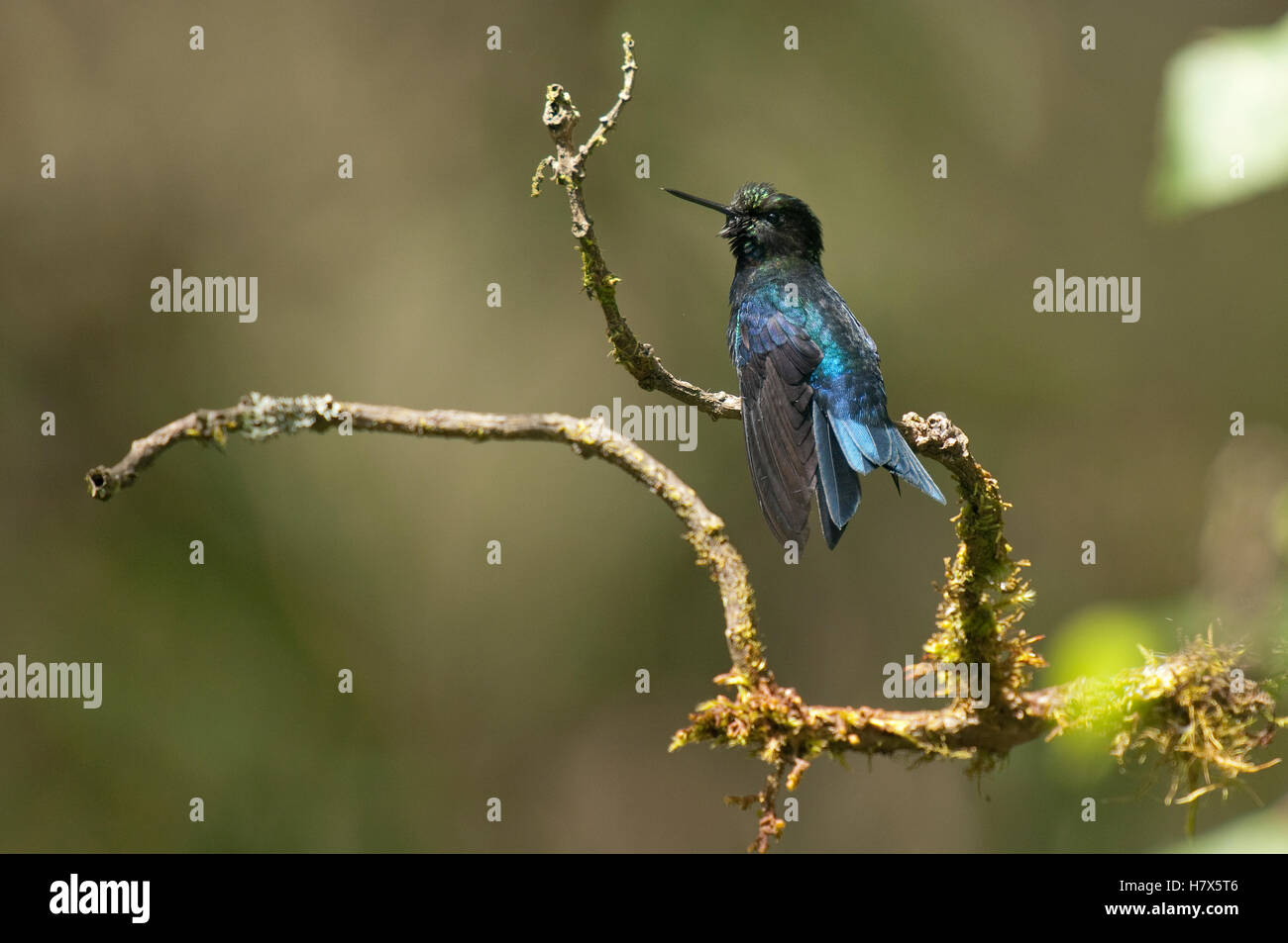 Black-breasted Puffleg (Eriocnemis nigrivestis) hummingbird male ...