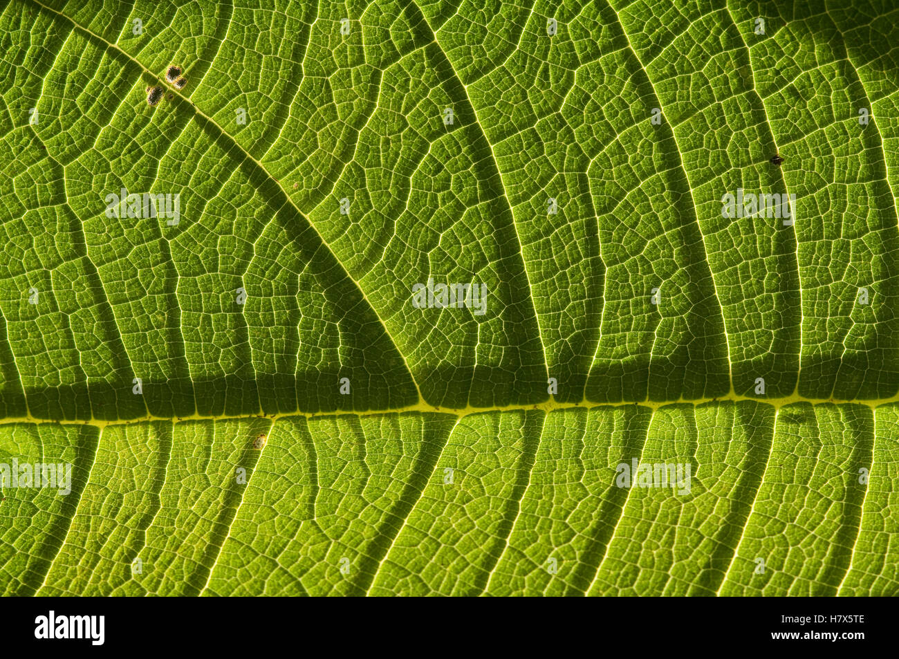 Tropical leaf detail showing rib and veination, Ecuador Stock Photo - Alamy