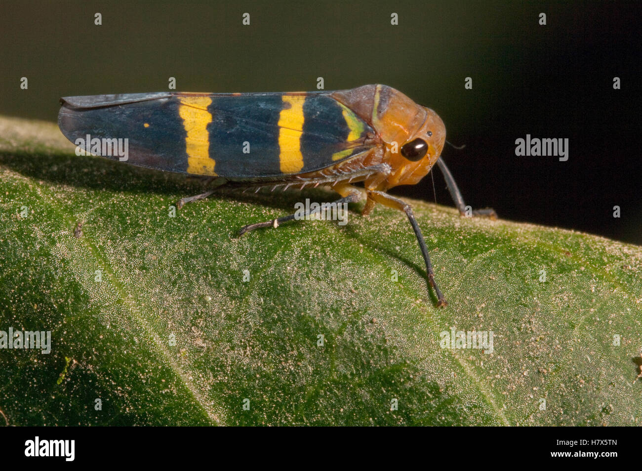 Leafhopper (Cicadellidae), Ecuador Stock Photo - Alamy