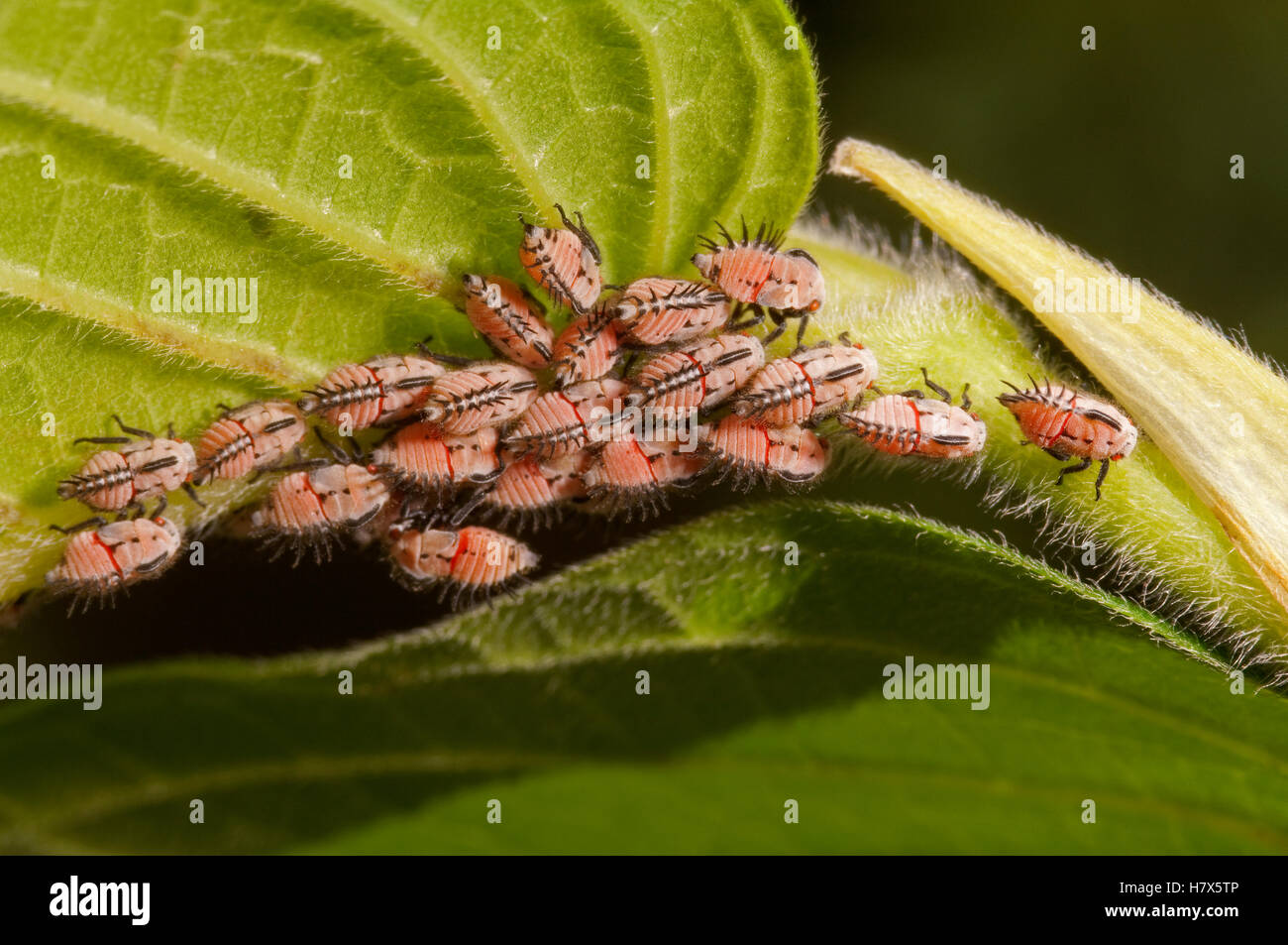 Treehopper (Membracidae) nymphs on underside of leaf, Ecuador Stock ...