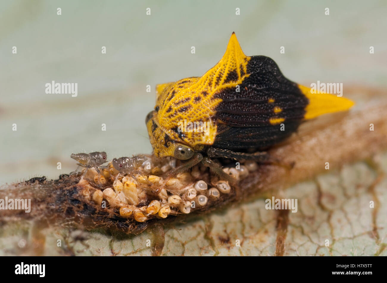 Treehopper (Ennya sp) mother with nymphs and eggs, Ecuador Stock Photo ...
