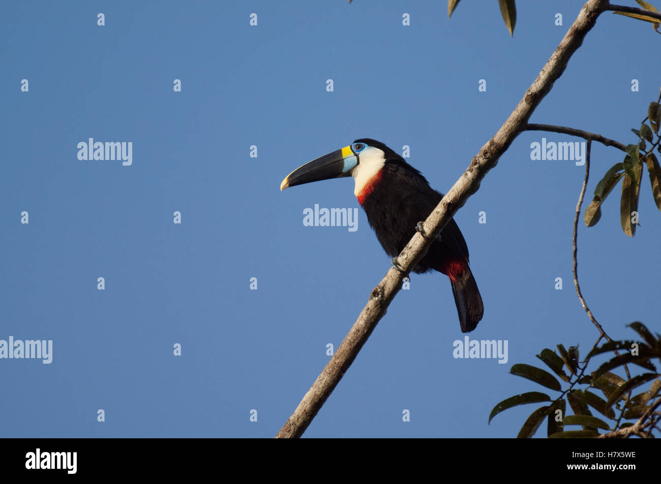 Red-billed Toucan (Ramphastos tucanus), Ecuador Stock Photo - Alamy
