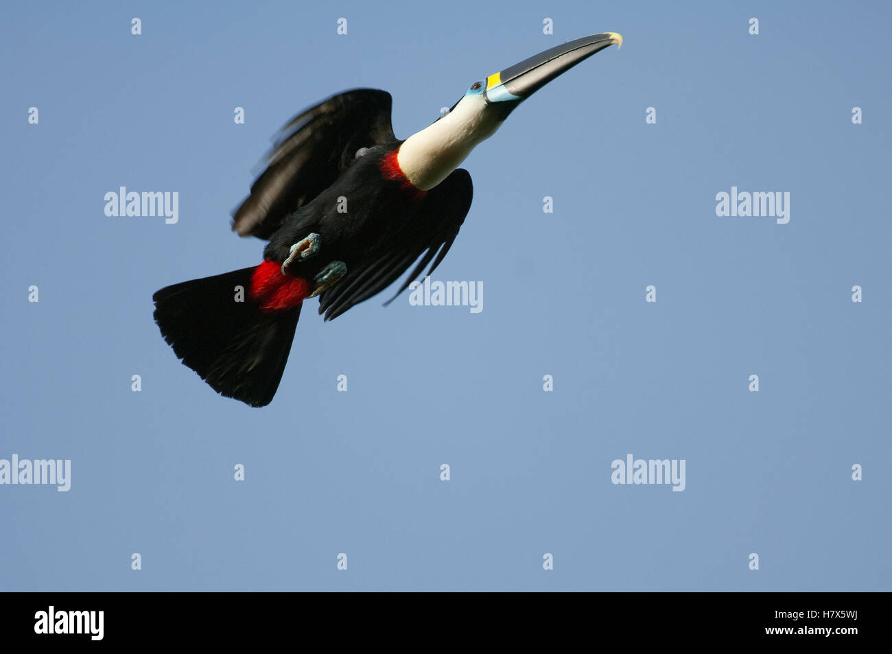 Red-billed Toucan (Ramphastos tucanus) flying, Ecuador Stock Photo - Alamy