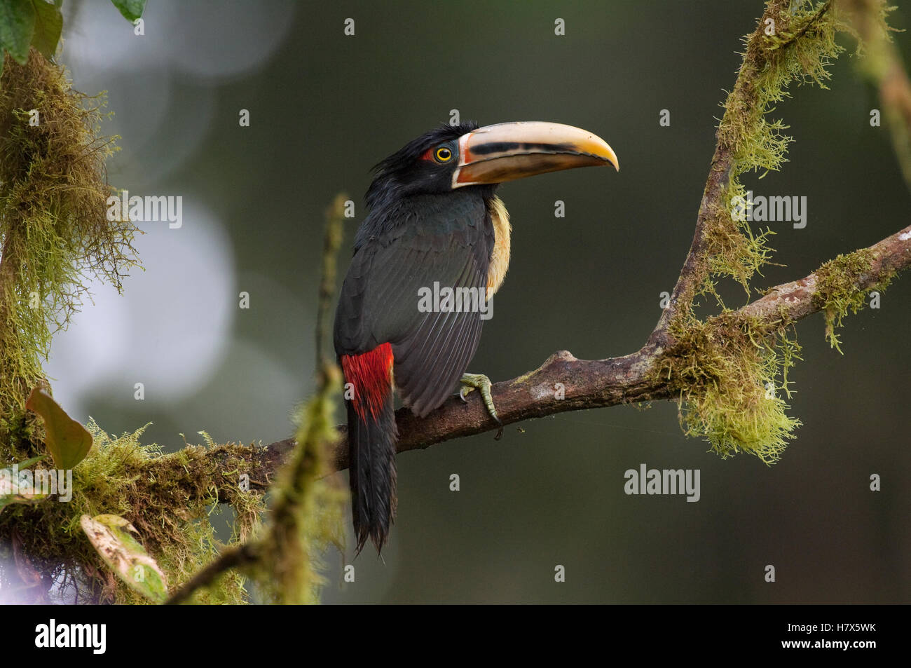 Collared Aracari (Pteroglossus torquatus), Ecuador Stock Photo - Alamy