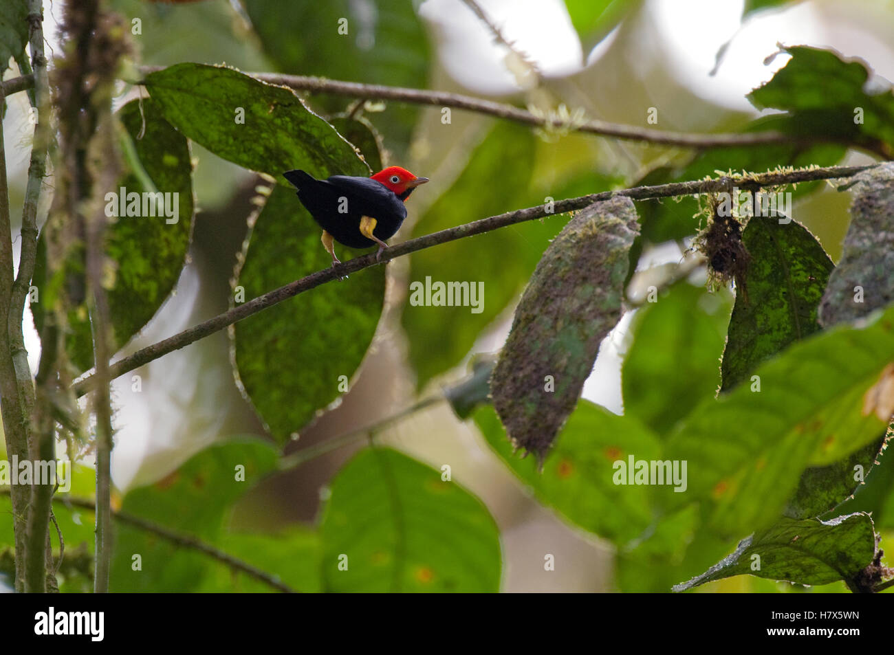 Red-capped Manakin (Pipra mentalis) male, Ecuador Stock Photo - Alamy