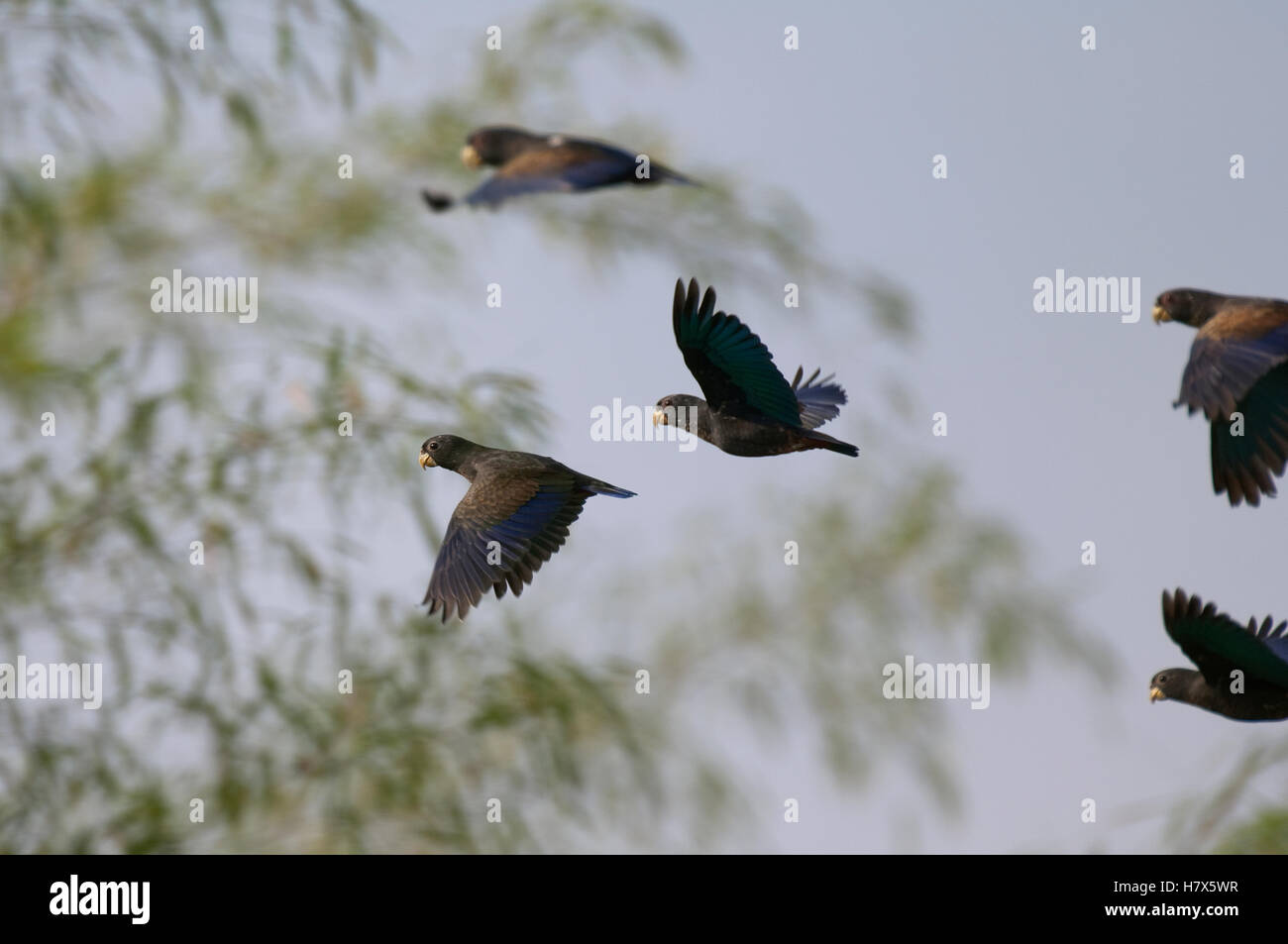 Bronze-winged Parrot (Pionus chalcopterus) flock flying, Ecuador Stock ...