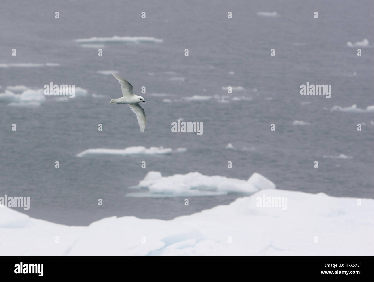 Snow Petrel (Pagodroma nivea) flying over icebergs, South Orkney ...