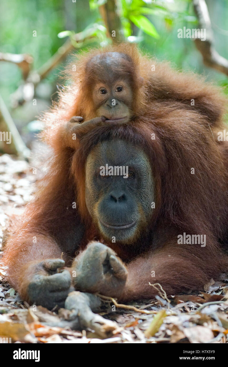 Sumatran Orangutan (Pongo abelii) mother resting with two and a half ...