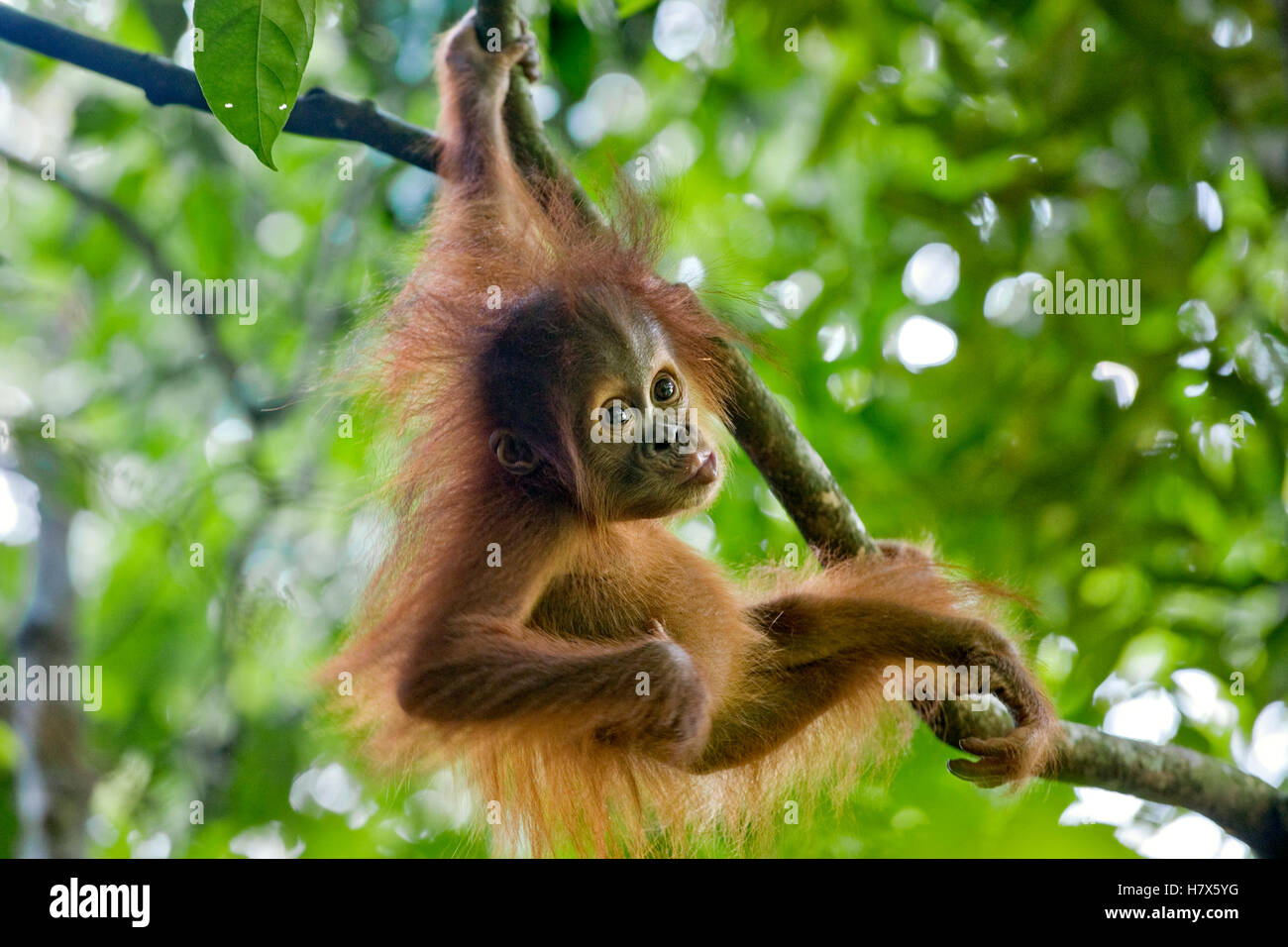 Sumatran Orangutan (Pongo abelii) nine month old baby playing in tree ...