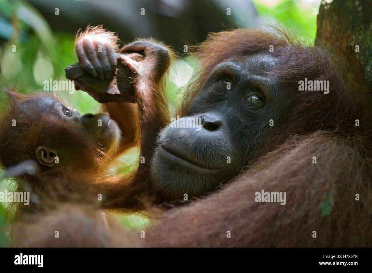 Sumatran Orangutan (Pongo abelii) mother and playful one and a half ...