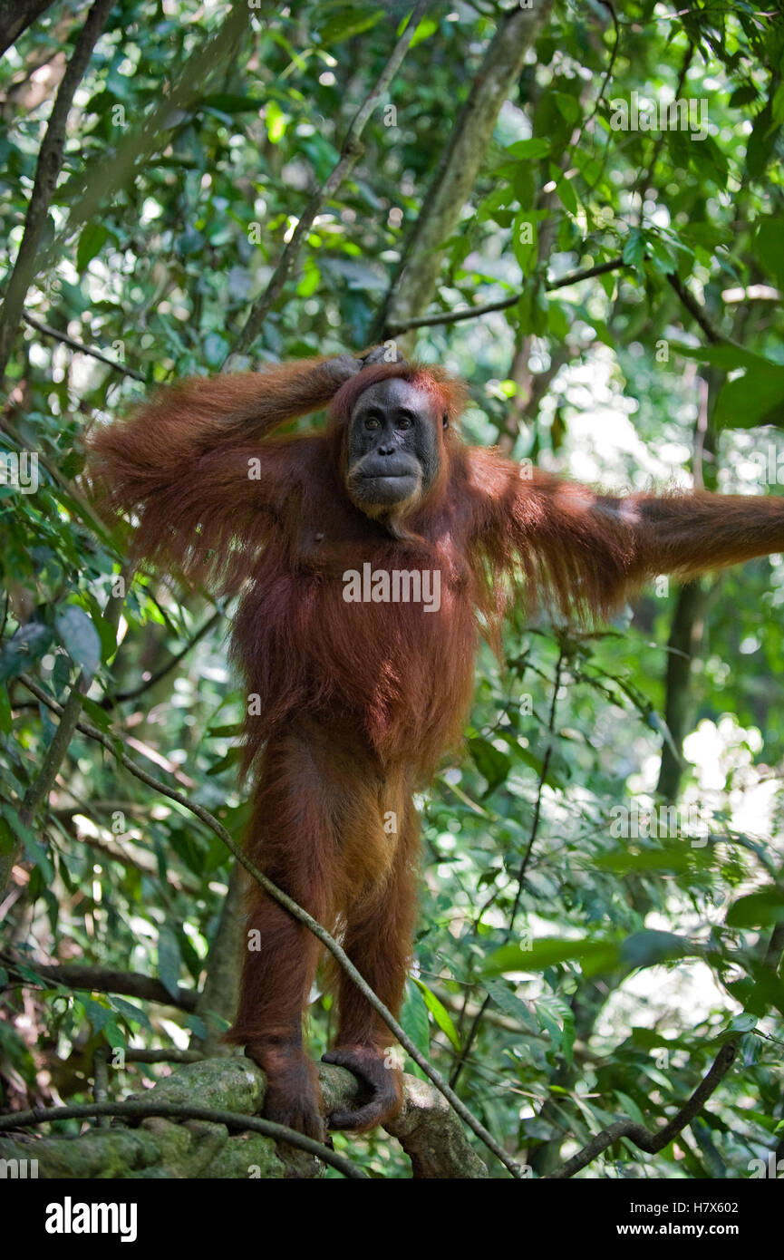 Sumatran Orangutan (Pongo abelii) female standing upright against tree ...